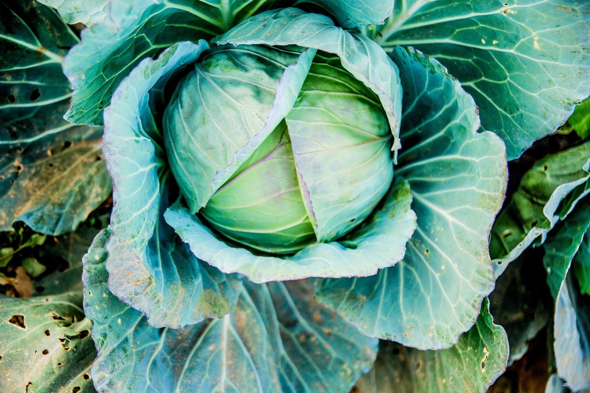 cabbage-pests – The San Diego County Farm Bureau